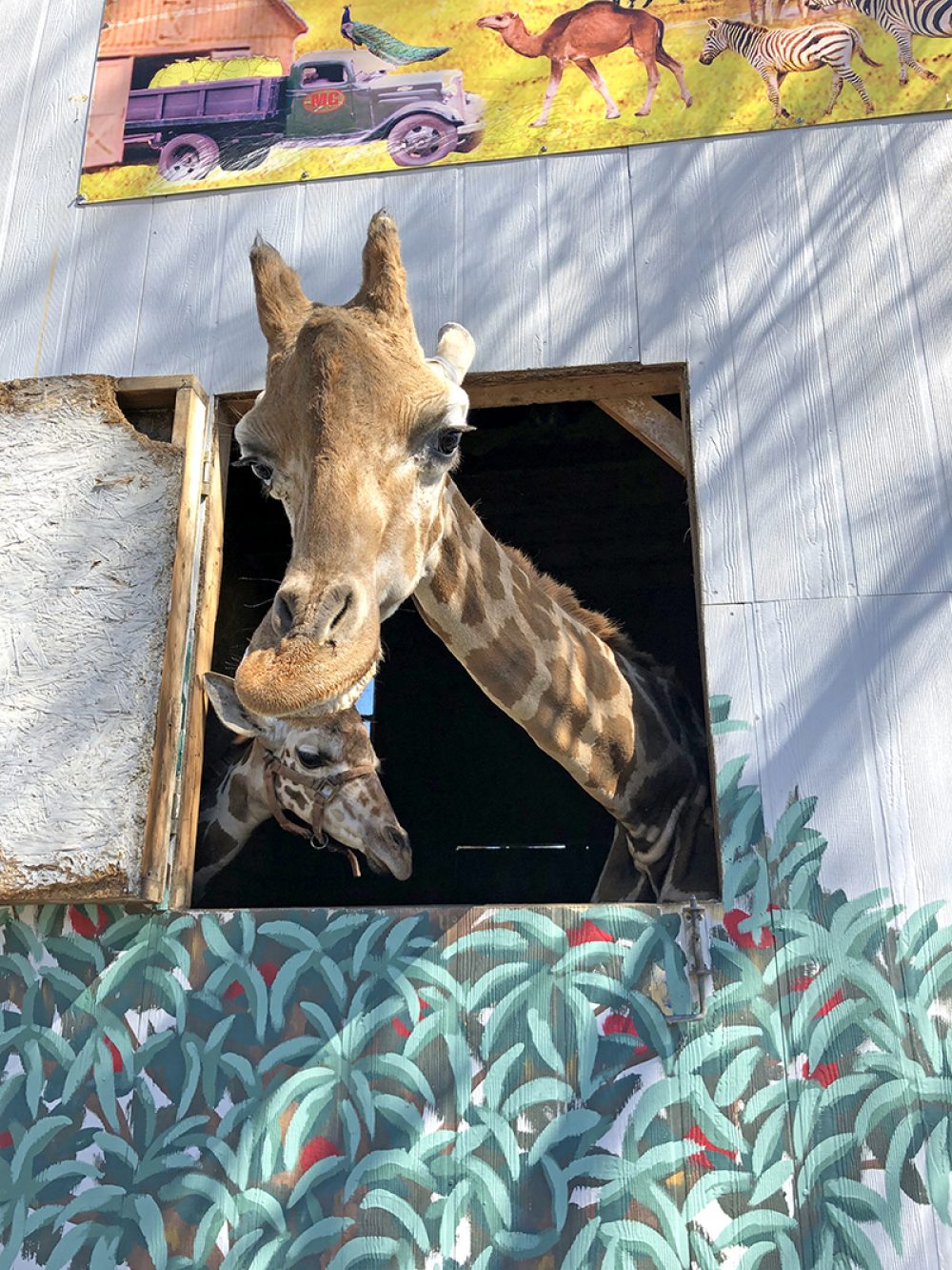 Visit Milton, the New Giraffe at Aloha Safari Zoo : The Sway