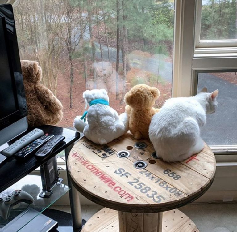 West End Residents Are Hosting Neighborhood Bear Hunts : The Sway