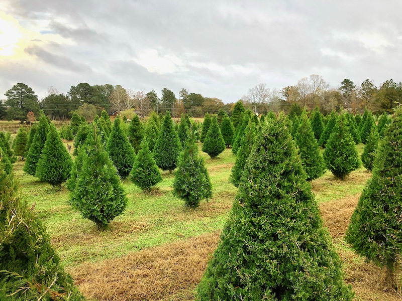 Here's Where You Can Find Christmas Trees Locally : The Sway