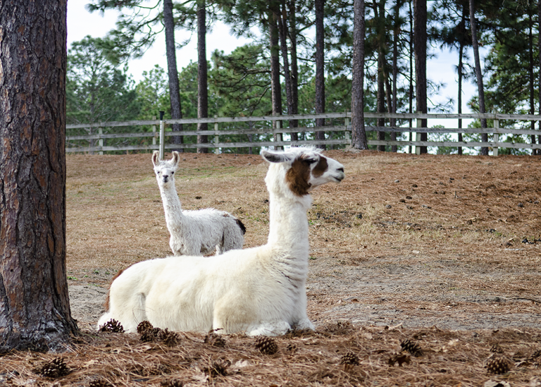 Golf Course Hosts New Llama Drama : The Sway