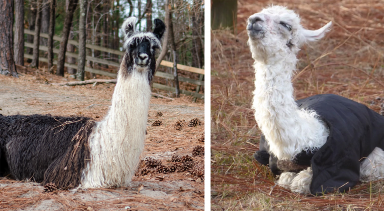 Golf Course Hosts New Llama Drama : The Sway