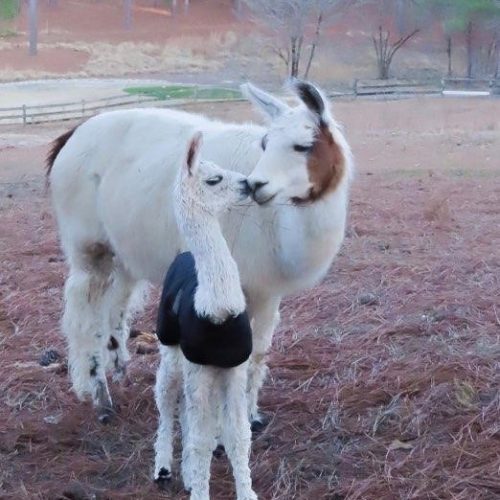 Golf Course Hosts New Llama Drama : The Sway