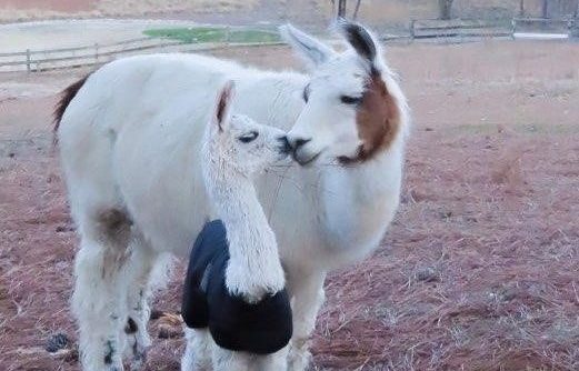Golf Course Hosts New Llama Drama : The Sway