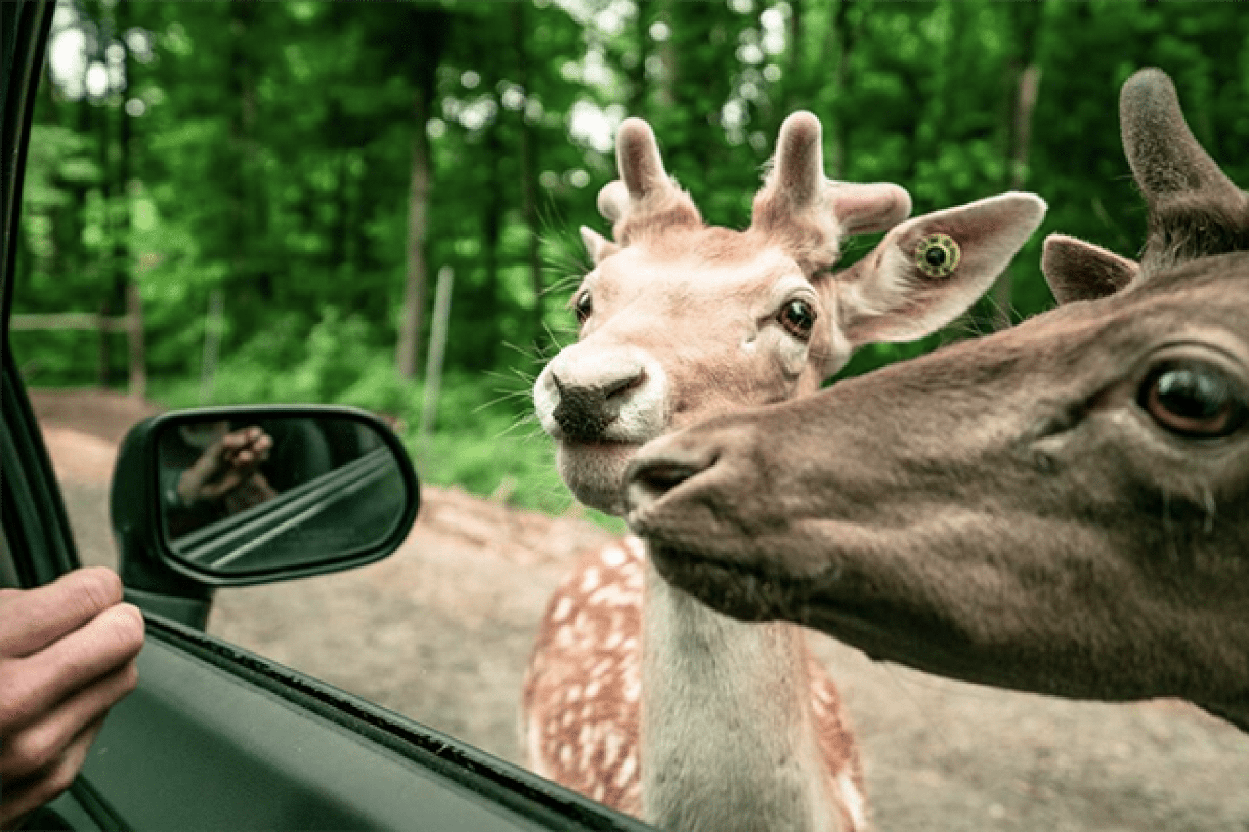 It's Wild Out There, Drive Through This Zoo : The Sway