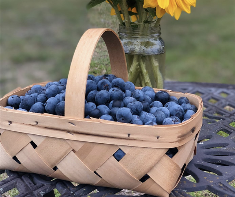 Where to Get Berries in Moore County : The Sway