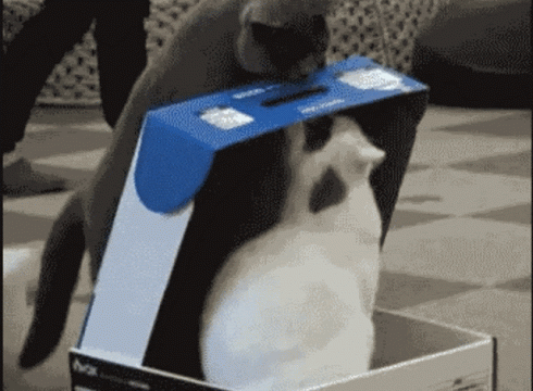 The Sway: Your Insider's Guide to The Pines.